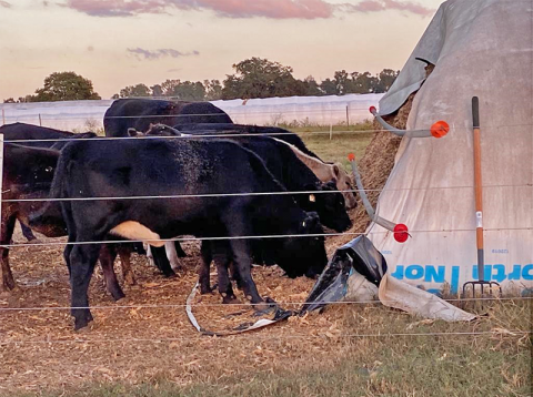 Self-feeding Systems for Silage Bags Reduces Labor for Cattle ...