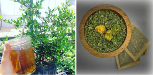 Growing Native Yaupons for Tea Leaf Harvest | Panhandle Agriculture