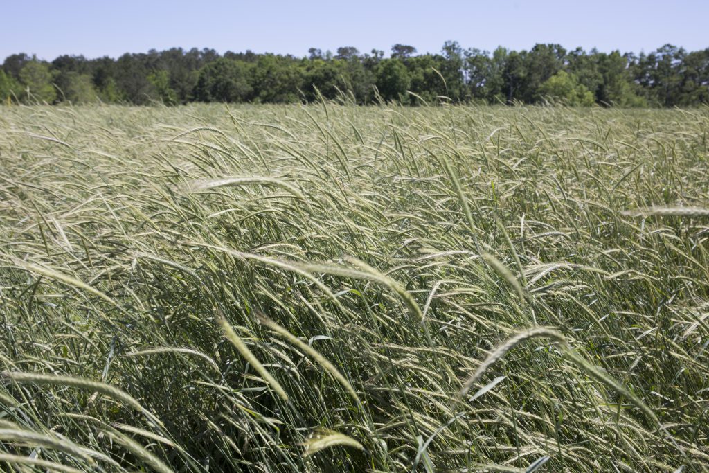 It Finally Rained a Little – Should You Plant Cover Crops? | Panhandle ...