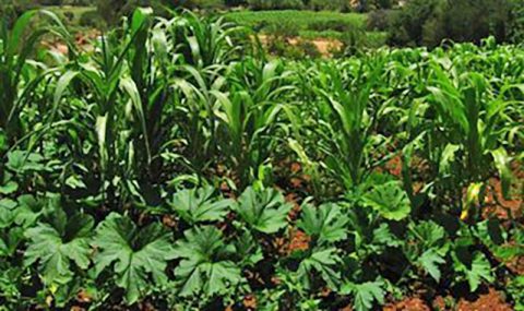 Contributions of Native Americans to Sustainable Cropping Systems – The ...