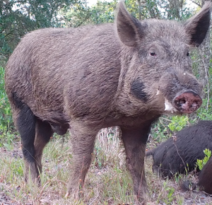 Input Needed on the Impacts of Wild Hogs and Management Strategies ...