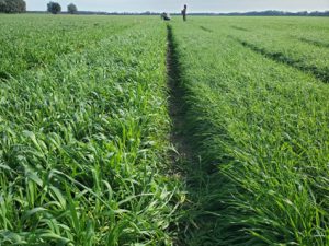 Utilizing Winter Forage Blends for Insurance Against Climate Chaos ...