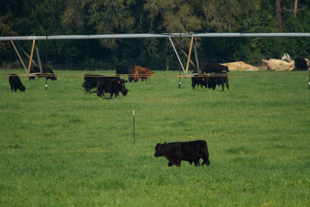 Cattle Pivot_FieldCover_078 | Panhandle Agriculture