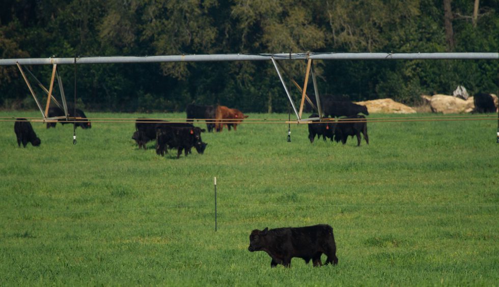 Field Crops | Panhandle Agriculture