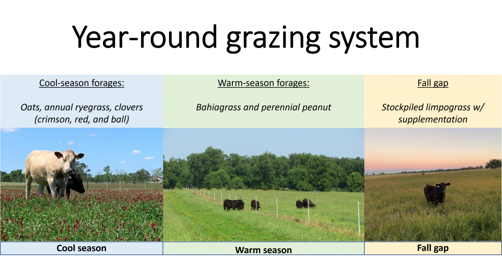 Is a Year-Round Grazing System Feasible in North Florida? | Panhandle Agriculture