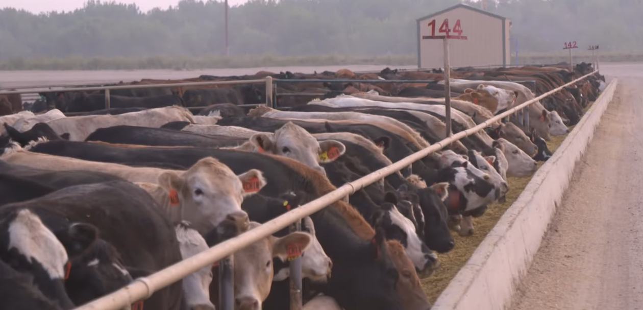 Friday Feature: Five Rivers Feedyard | Panhandle Agriculture