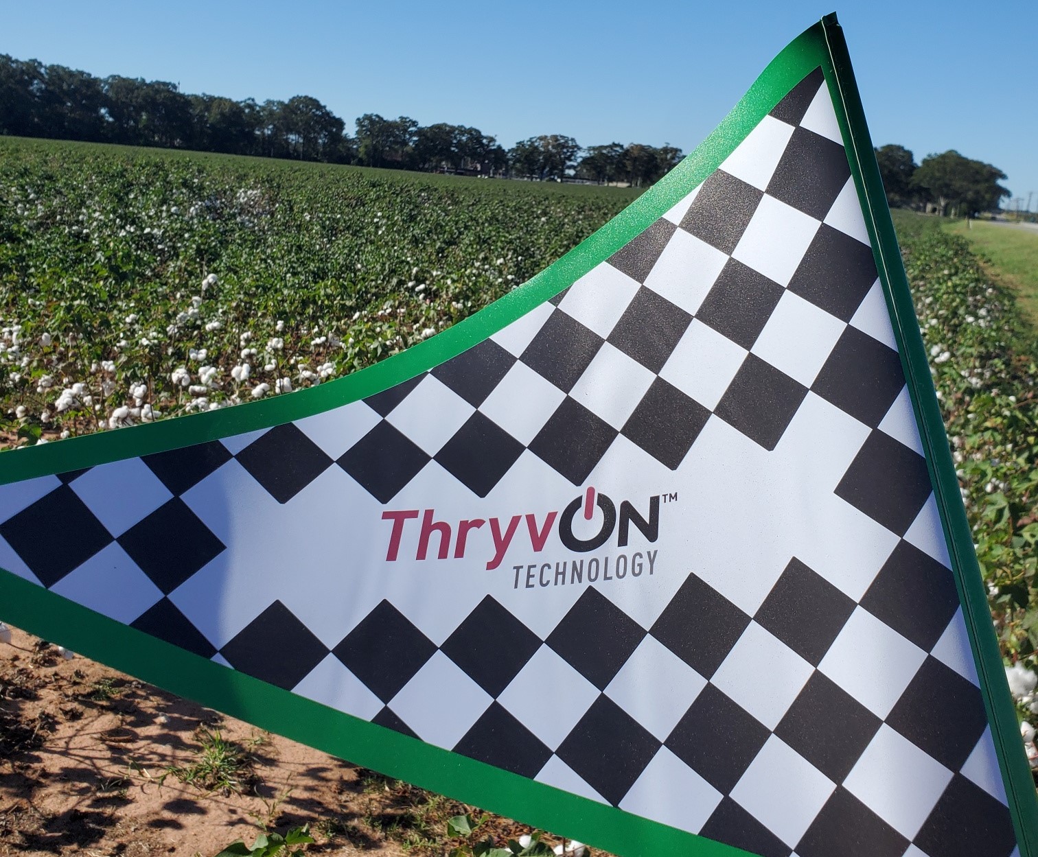 ThryvOn Cotton Commercially Available in 2023 | Panhandle Agriculture