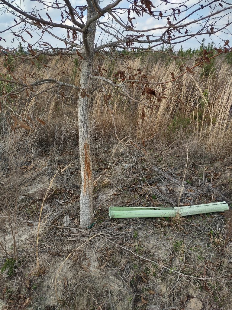 Tips to Protect Young Hardwood Trees from Deer Damage | Panhandle ...