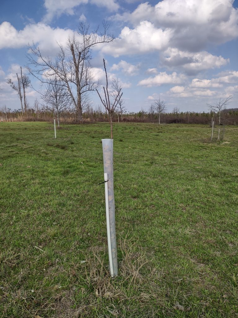 Tips to Protect Young Hardwood Trees from Deer Damage | Panhandle ...