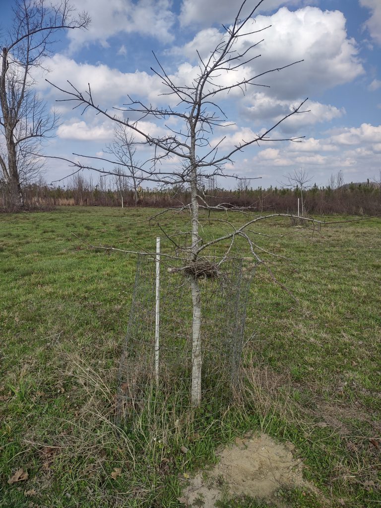 Tips to Protect Young Hardwood Trees from Deer Damage | Panhandle ...