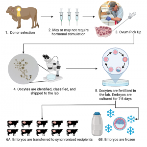 Key Concepts to Consider Before Starting an Embryo Transfer Program for ...