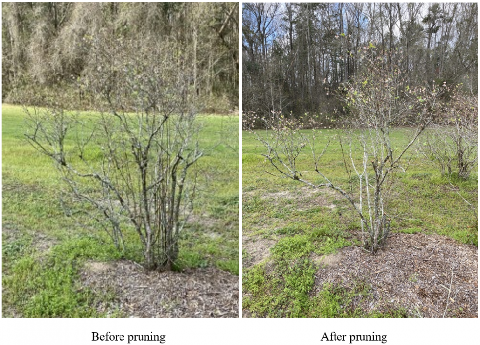 Pruning Blueberries to Boost Fruit Production | Panhandle Agriculture