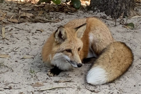 Foxes and Coyotes in the Panhandle: How to Identify and Manage Them ...