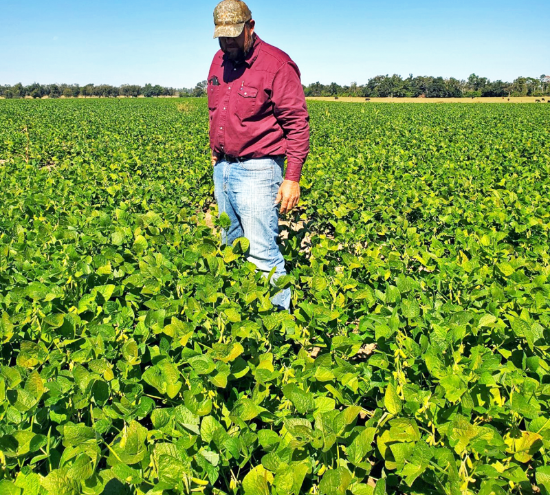 Evaluating Forage Soybean Silage as a Potential Protein Supplement for ...