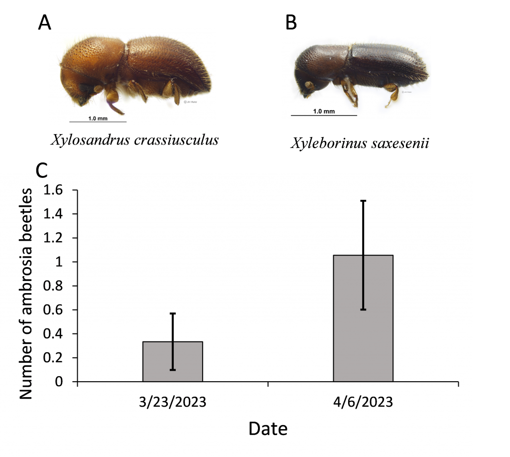 Managing Ambrosia Beetles in Citrus and Other Fruit Trees | Panhandle ...
