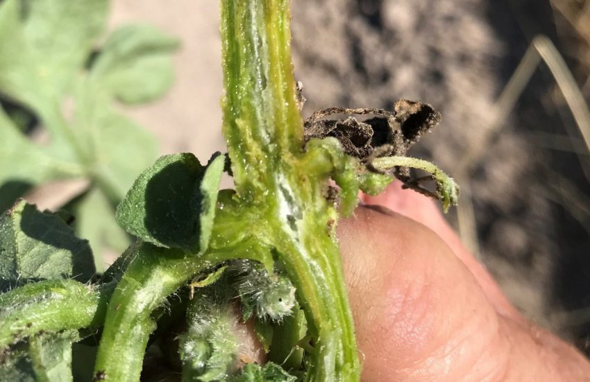 2023 Watermelon Weekly Update #4 | Panhandle Agriculture