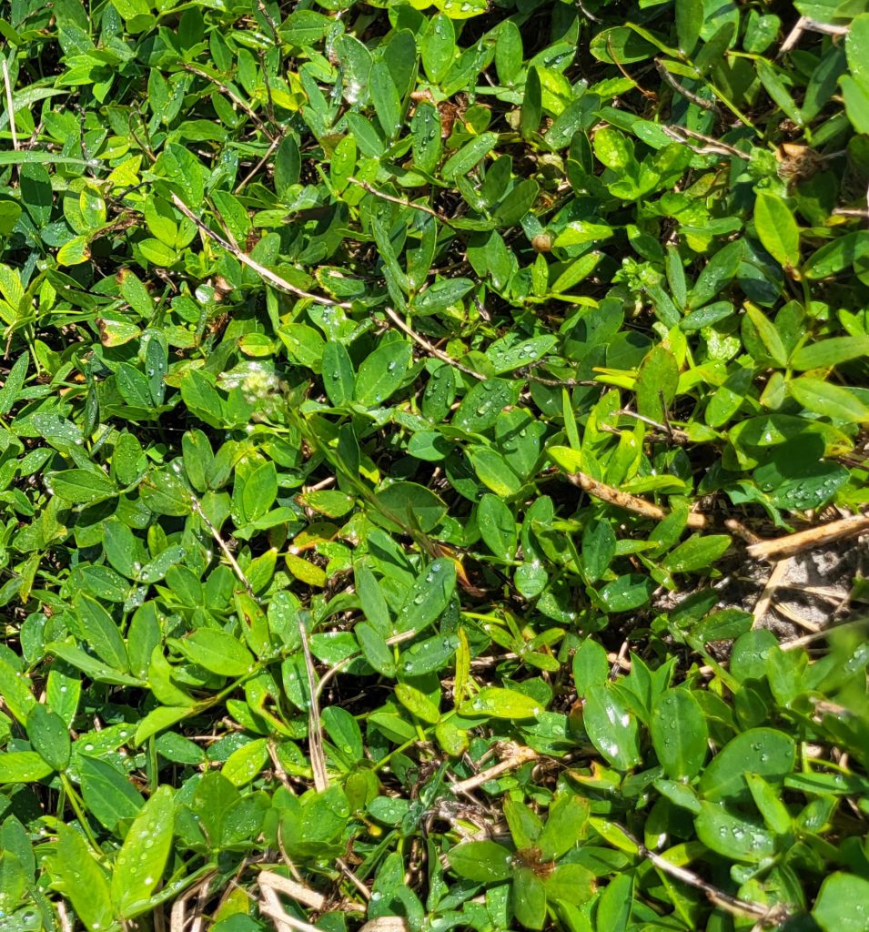 Pay Attention to the Details and Increase the Success of Pasture ...