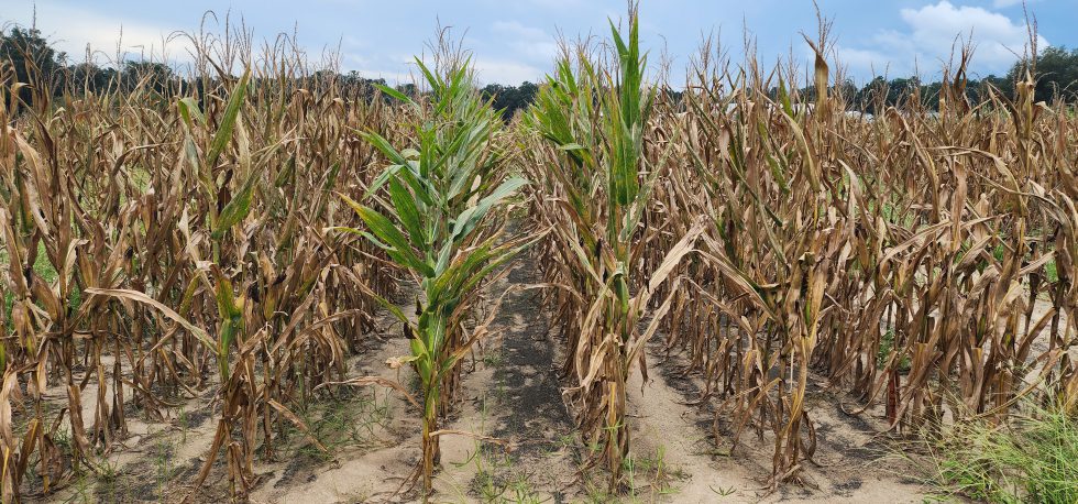 Identifying and Managing Corn Leaf Blights | Panhandle Agriculture