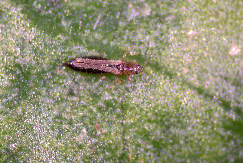 Early Season Thoughts for Cotton and Peanut Insect Pest Management 2024 ...