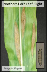 Identifying and Managing Corn Leaf Blights | Panhandle Agriculture