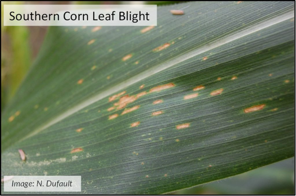 Identifying and Managing Corn Leaf Blights | Panhandle Agriculture