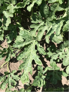 2023 Watermelon Weekly Update # 8 & 9 | Panhandle Agriculture