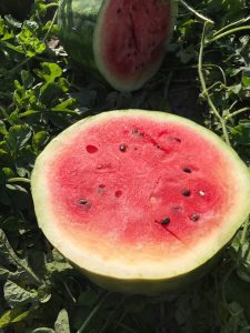 2023 Watermelon Weekly Update #10 | Panhandle Agriculture