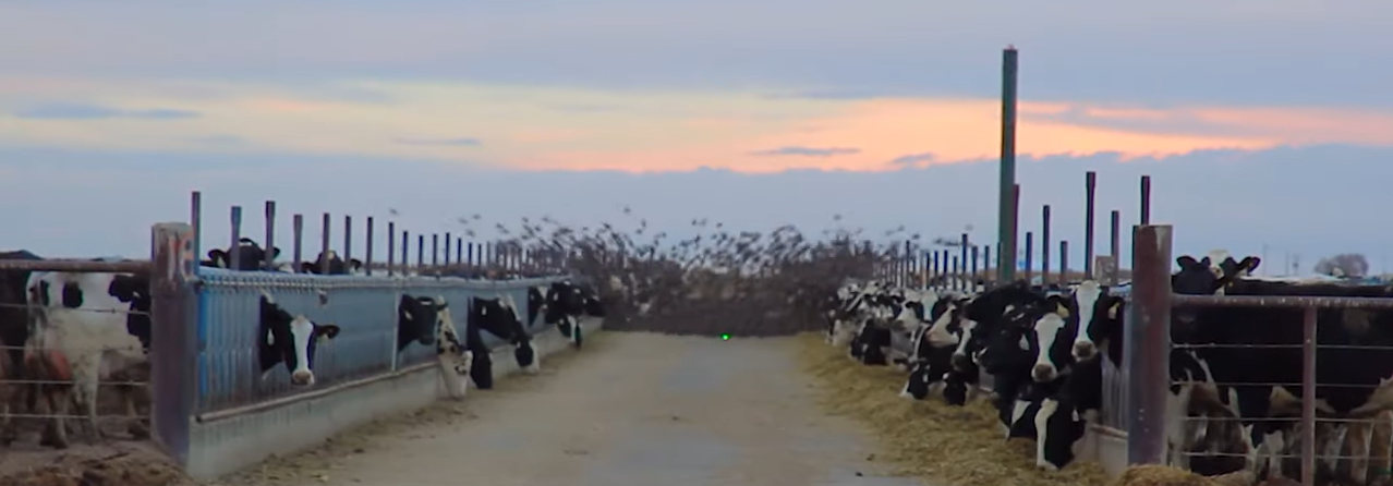 Friday Feature: Automated Laser Bird Deterrent | Panhandle Agriculture