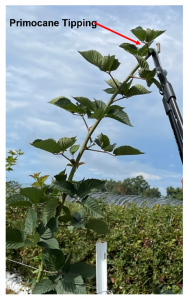 Blackberry Pruning Tips for Optimal Plant Growth and Yield | Panhandle ...