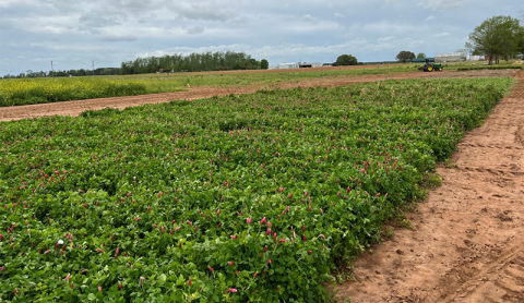 Utilizing Cover Crops and No-Till Planting in Row Crop Production Systems | Panhandle Agriculture