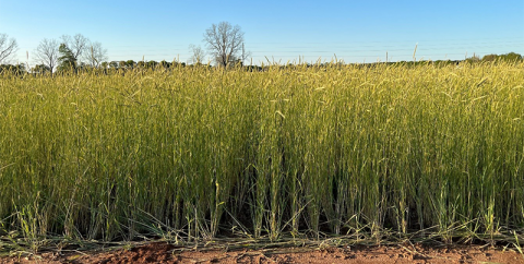 Utilizing Cover Crops and No-Till Planting in Row Crop Production ...