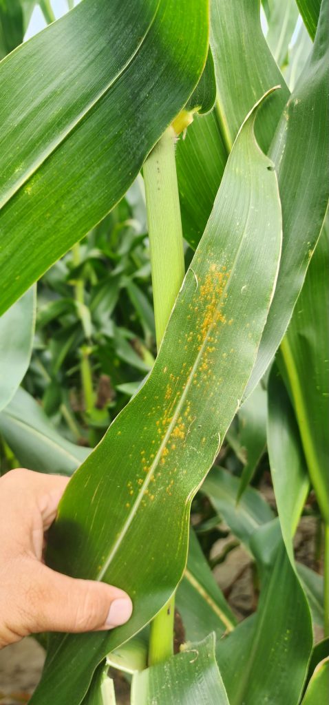 Southern Rust Confirmed in Florida Panhandle – Scout Your Corn Fields ...