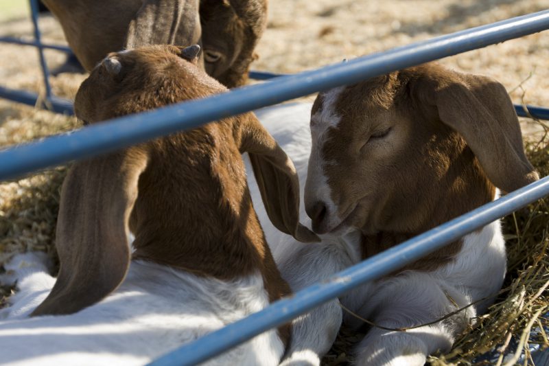 goat pics | Panhandle Agriculture