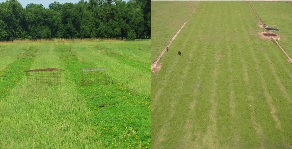 Strip-Planting Rhizoma Perennial Peanut into Bahia Pastures – How Well Did it Work Long-Term ...