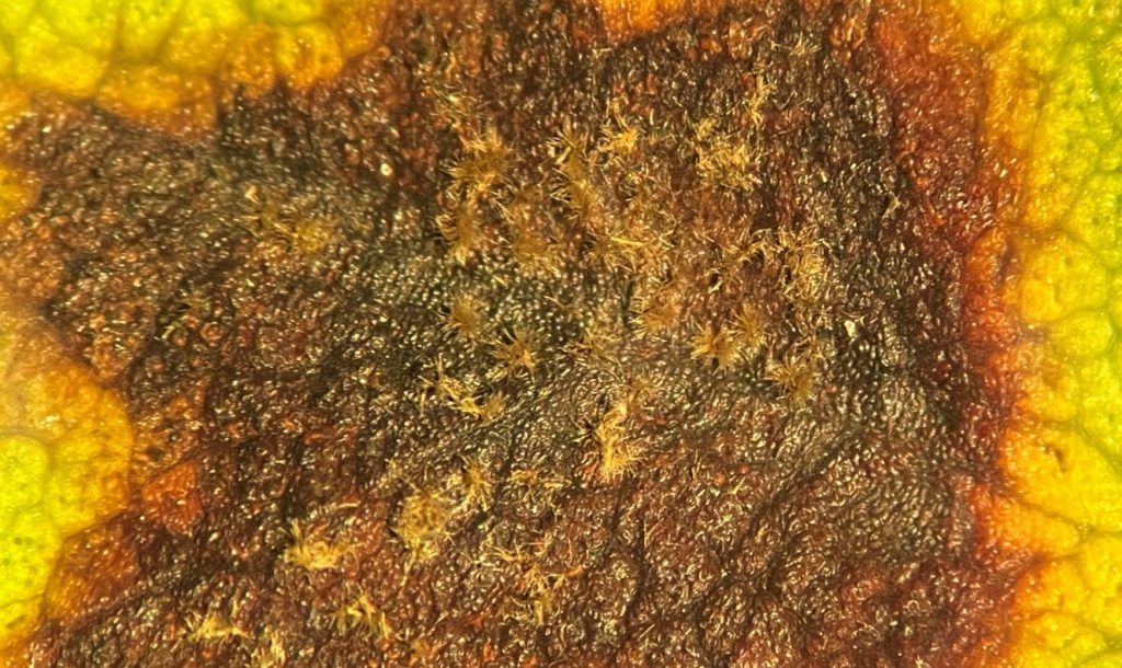 Early Leaf Spot Found on Peanuts in the Florida Panhandle | Panhandle ...