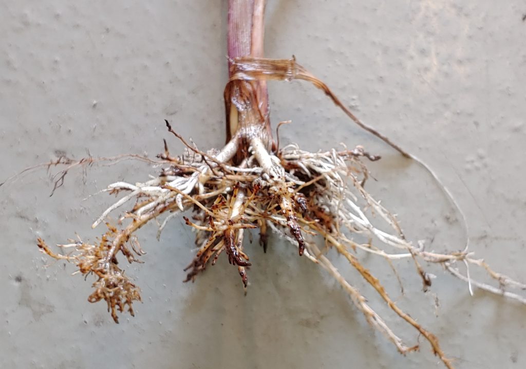 Is That Bad Patch in My Field Caused by Sting Nematodes? | Panhandle ...