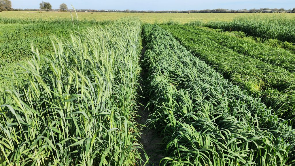 Cool-Season Forages, Cover-Crops, and Wildlife Food Plots | Panhandle Agriculture