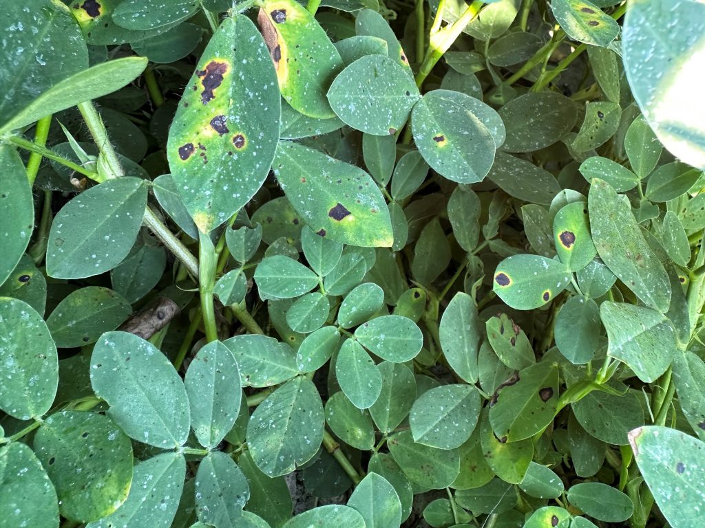 Leaf Spot Look-a-likes: Abiotic Leaf Conditions in Peanut Abound ...