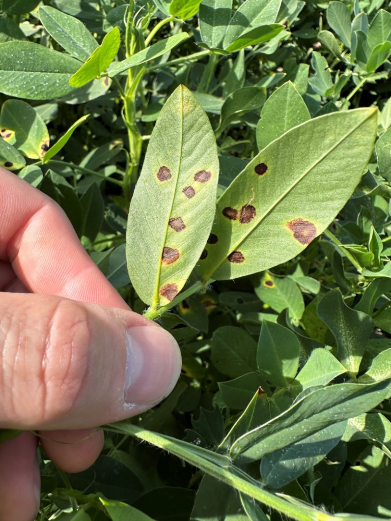 Leaf Spot Look-a-likes: Abiotic Leaf Conditions in Peanut Abound ...