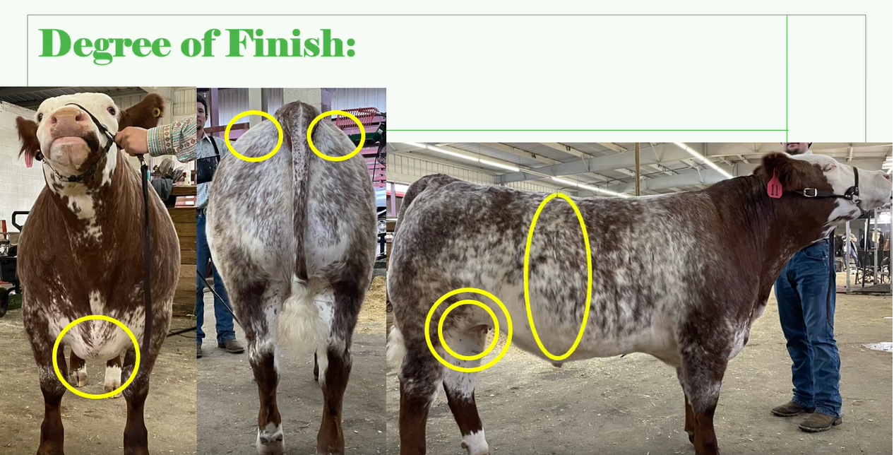 Friday Feature: Evaluating Muscle and Fat Cover for Freezer Beef ...