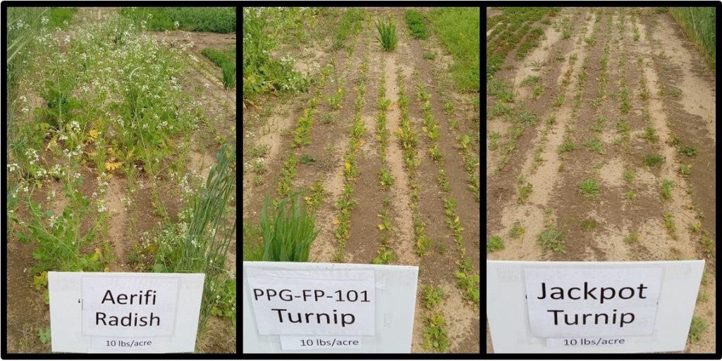 Fall Cover Crop Options and Planting Rates | Panhandle Agriculture