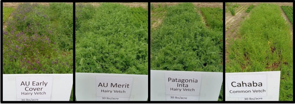 Fall Cover Crop Options and Planting Rates | Panhandle Agriculture