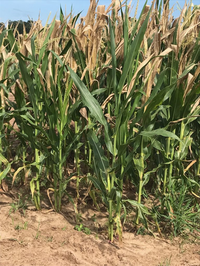 Managing the Effects of Excessive Heat in Silage Corn and Other Crops ...