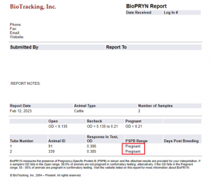Pregnancy Diagnosis Options for Beef Cattle Herds | Panhandle Agriculture