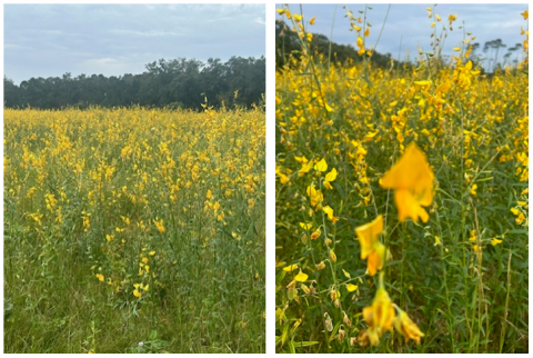 Sunn Hemp: The Yellow Hemp Forage | Panhandle Agriculture