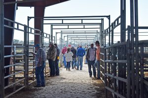 2024 Florida Bull Test Sale – January 20 | Panhandle Agriculture