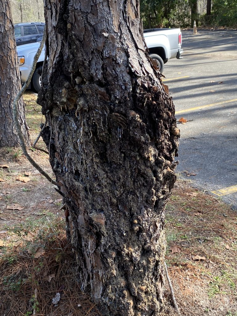 Fusiform Rust-A Major Pine Disease | Panhandle Agriculture