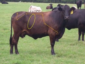Boosting the Profitability of Your Cow Herd through Efficient ...