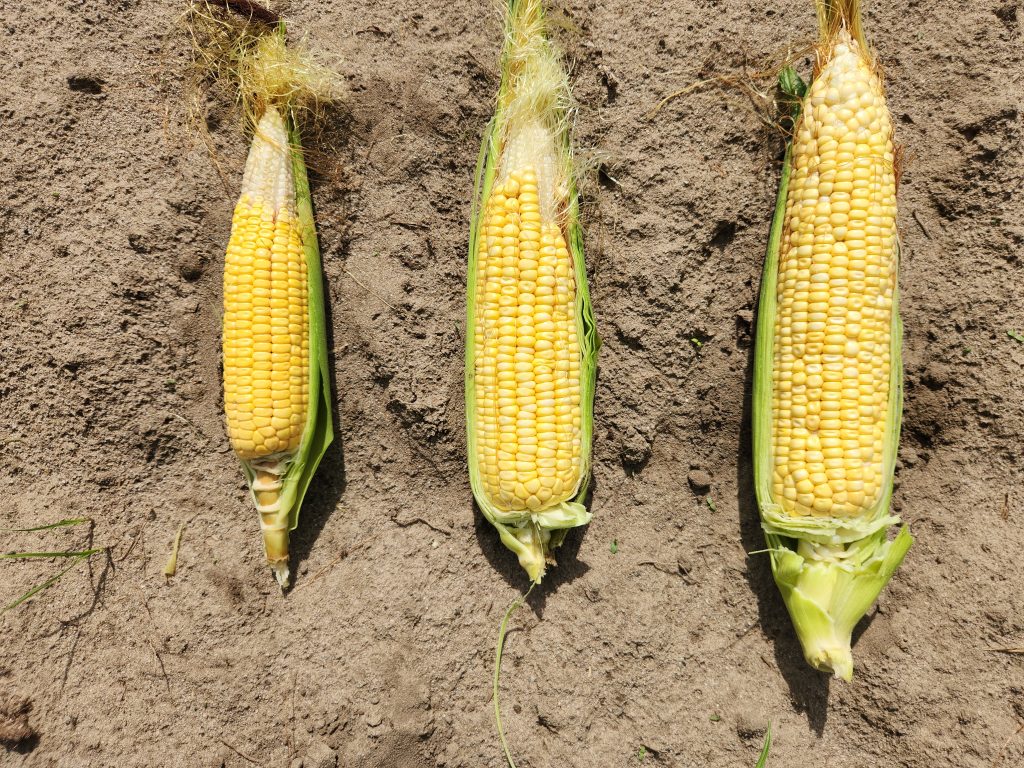 Results from the 2023 UF/IFAS Silage Corn, Sorghum, and Millet Variety ...