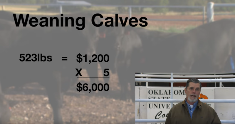 Friday Feature: What’s a Good Bull Worth in 2024? | Panhandle Agriculture